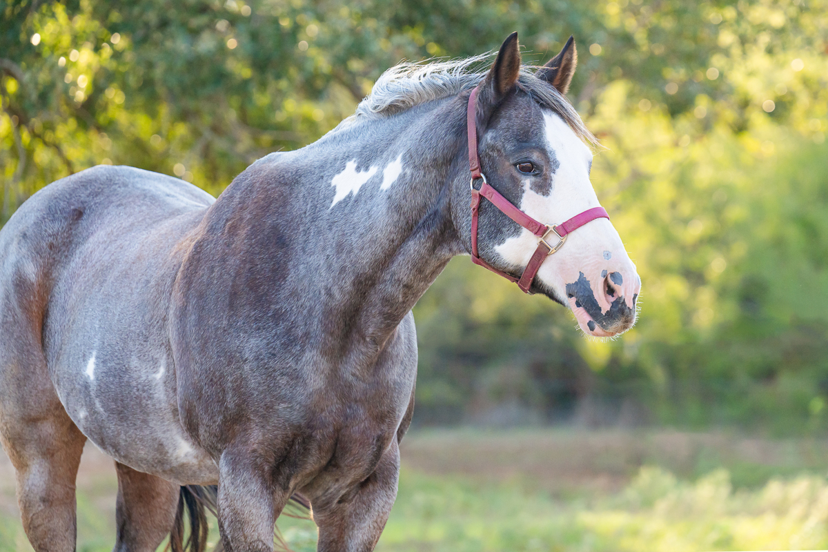 Highly Trained Lesson Horses: Meet Abby and Friends